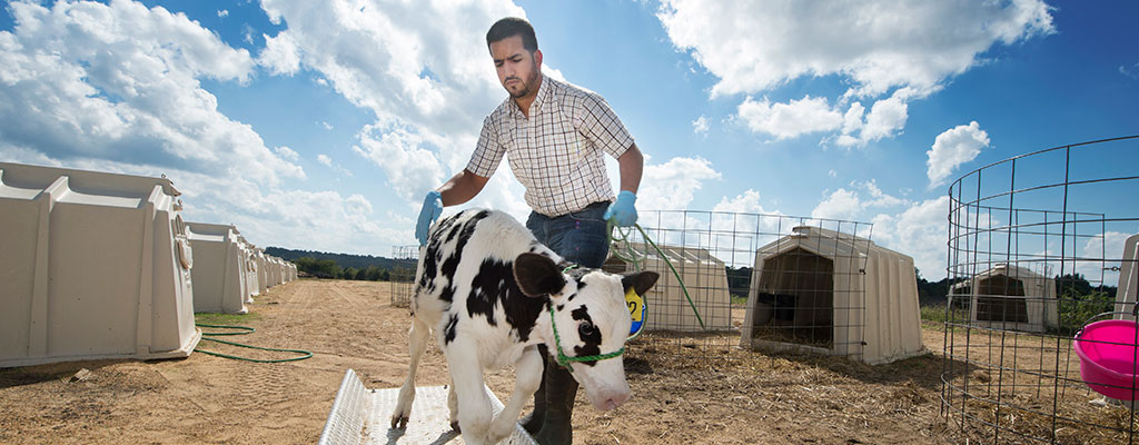 Animal Health and Science | College of Agriculture and Life Sciences ...